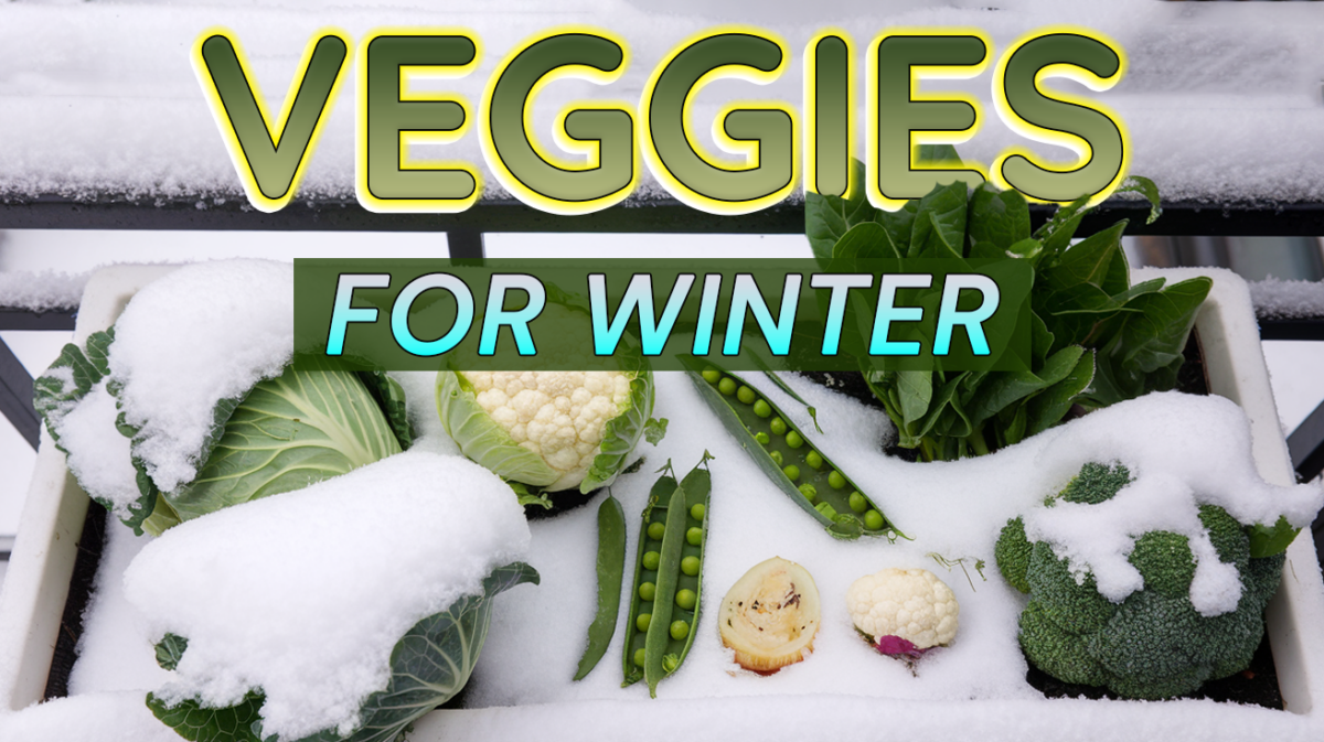 Top 10 Cold Weather Vegetables You Can Grow This Winter - The Call Of