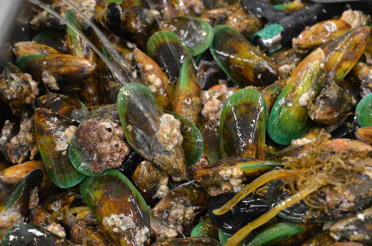 Best and Worst Seafood for Seniors: What to Eat and What to Avoid After ...
